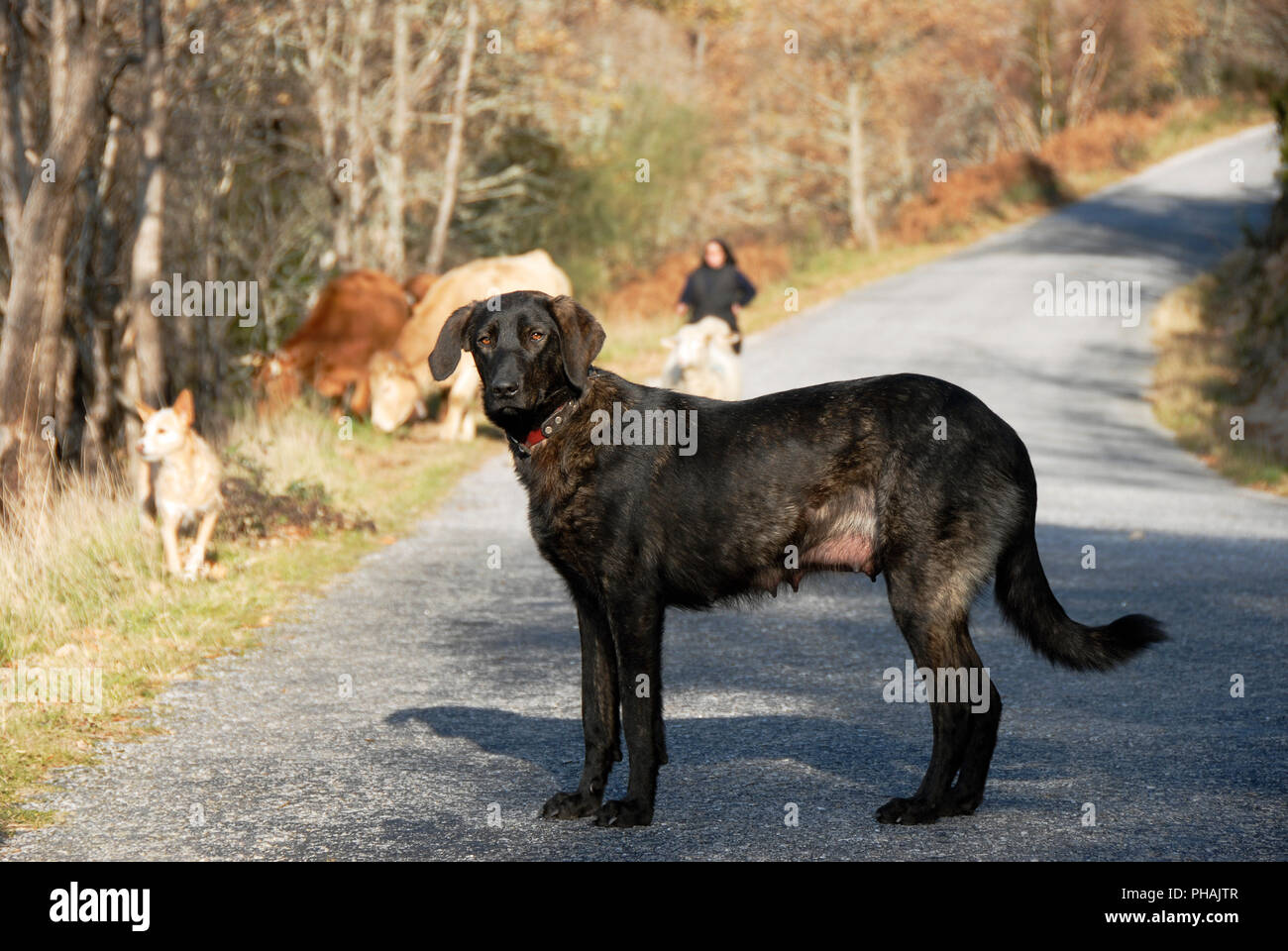 Castro laboreiro dog hi-res stock photography and images - Alamy