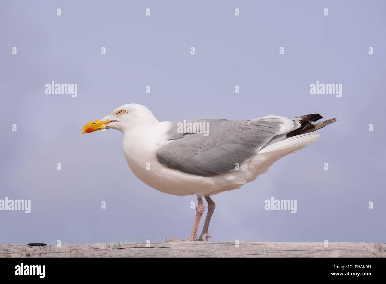 Seagull single flight hi-res stock photography and images - Alamy