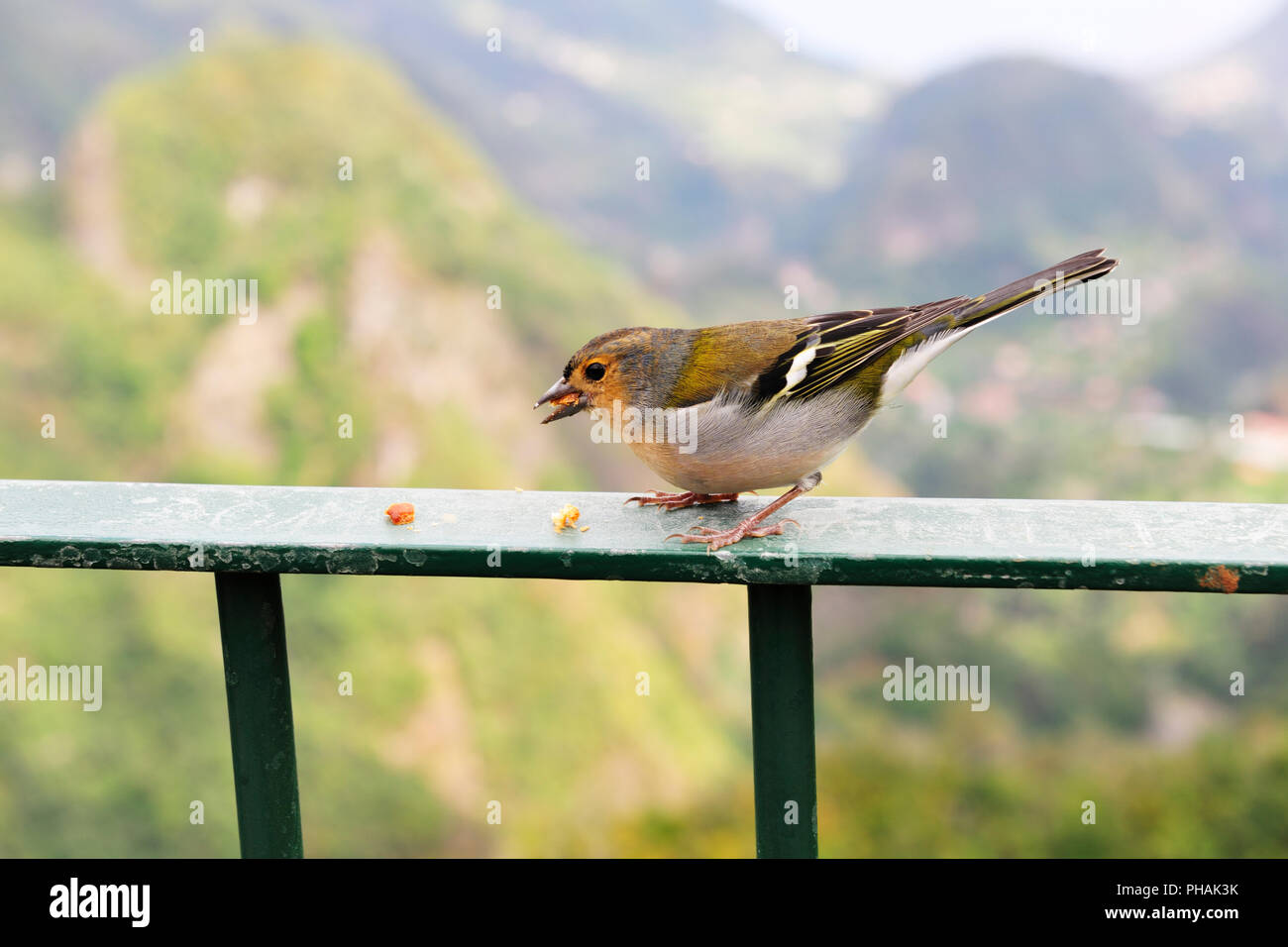 Finch. Madeira Nature Park, Portugal Stock Photo - Alamy