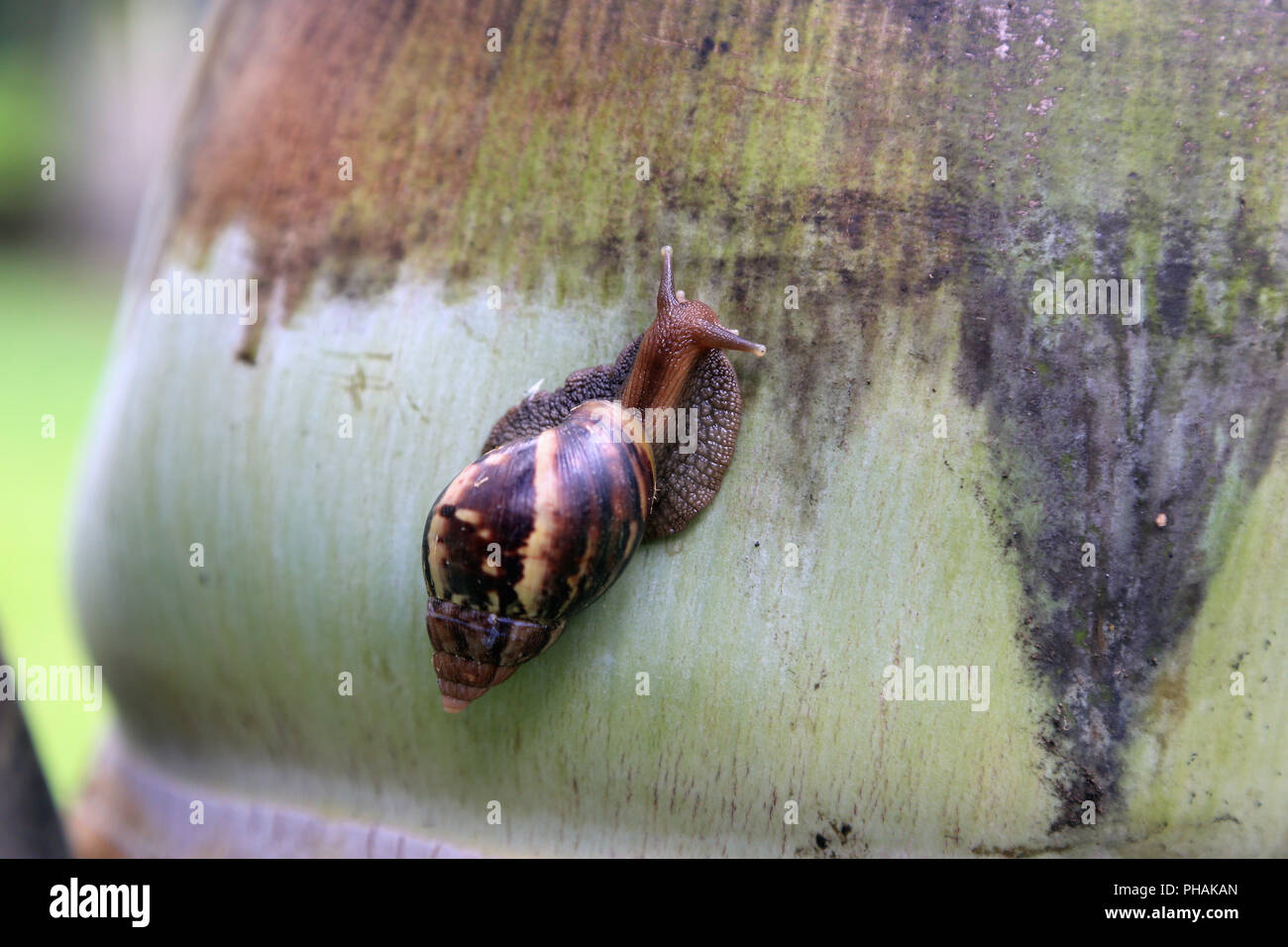 Mauritius, achatina fulica, tropical snail Stock Photo - Alamy