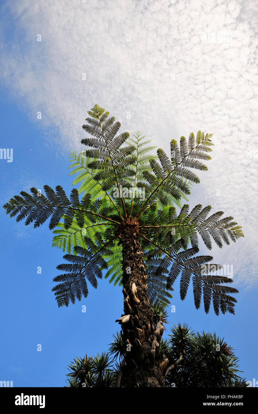 Madeira trees hi-res stock photography and images - Alamy