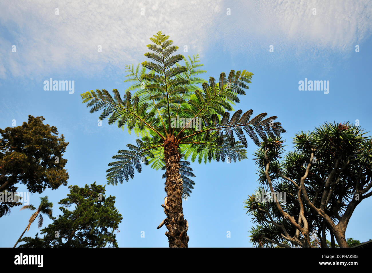 Madeira trees hi-res stock photography and images - Alamy