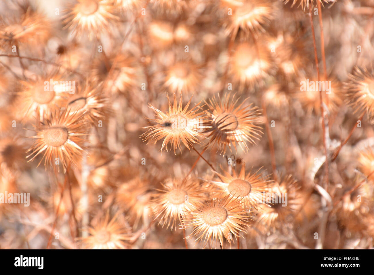 Dry Flower Background Stock Photo - Alamy