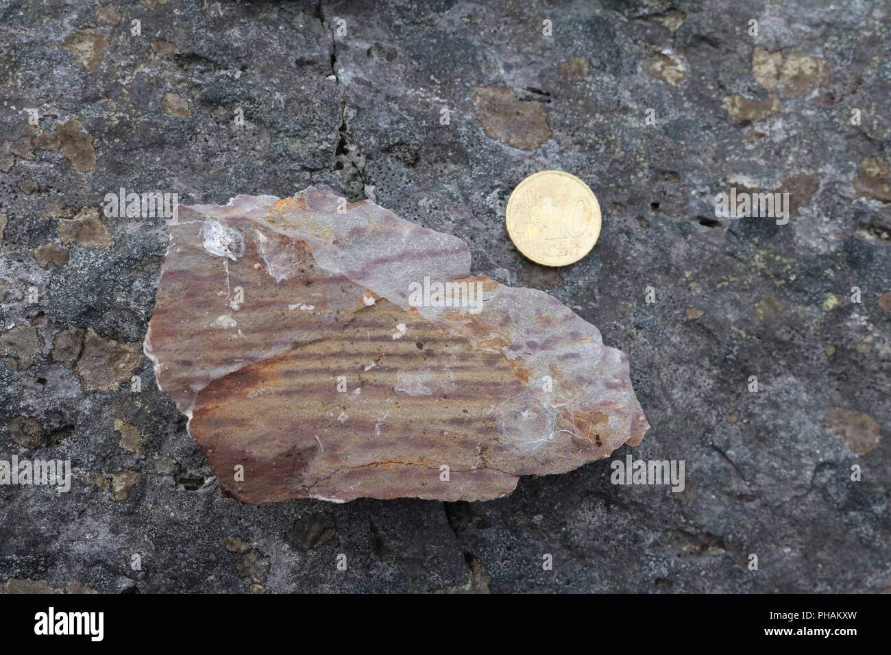 Laminae hi-res stock photography and images - Alamy