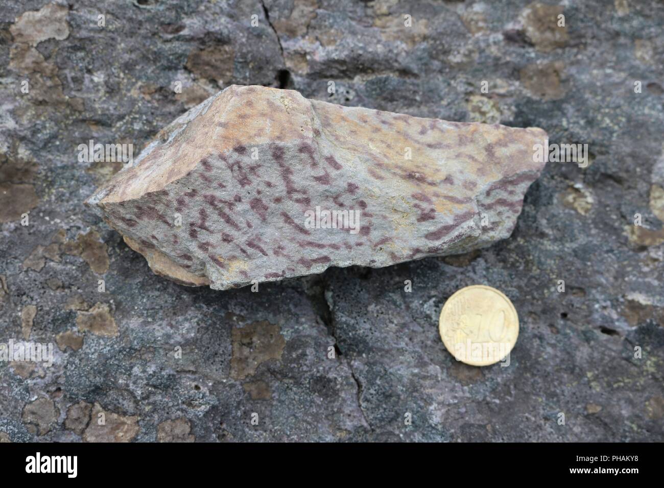 Thin purple, red and grey mudstone laminae are visible in this specimen ...
