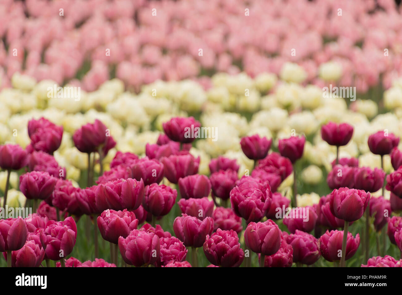 Many lush colorful tulips in spring after a light rain with raindrops ...