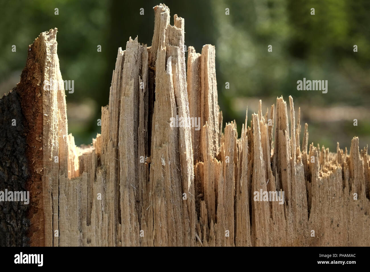 Wood splinter hi-res stock photography and images - Alamy