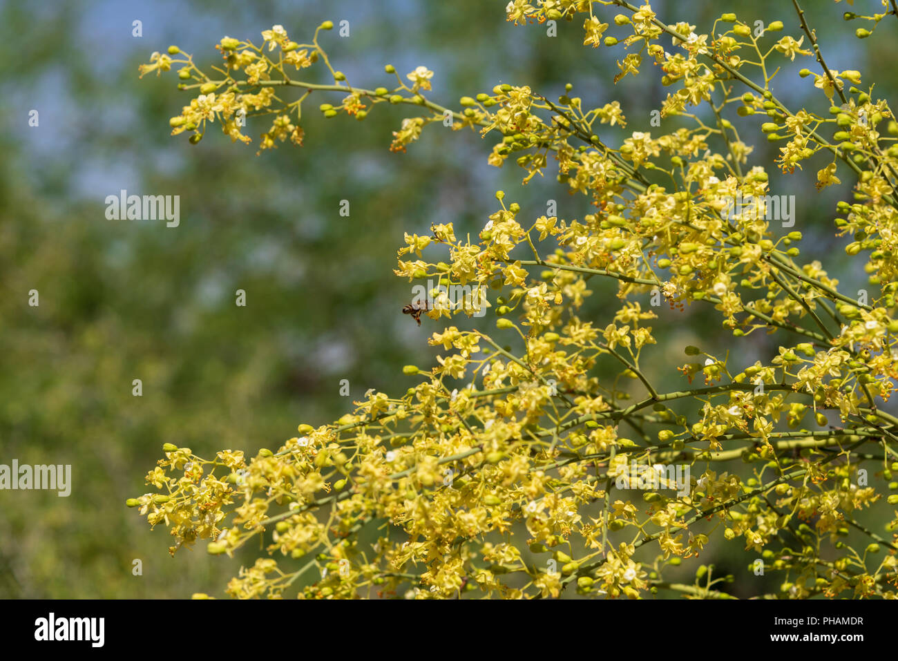 Yellow flowers palo verde tree hi-res stock photography and images - Alamy