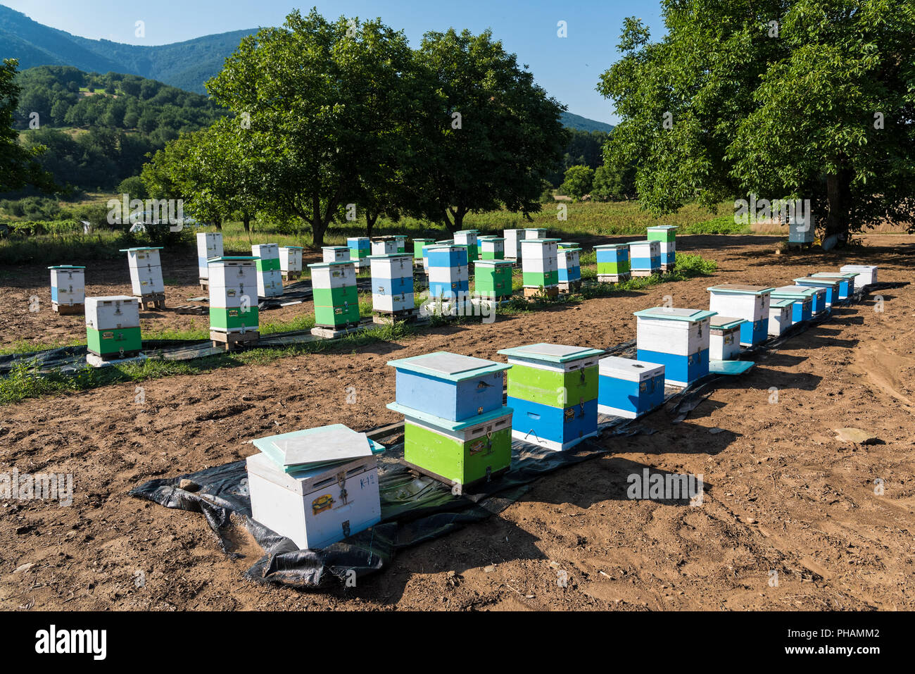 Beehives in a field with trees near Mount Olympus in Greece Stock Photo ...
