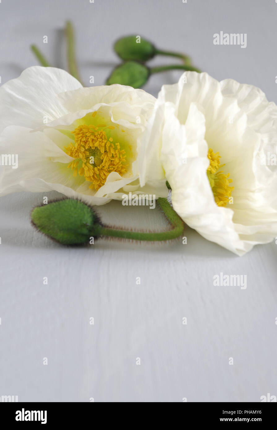 White Poppy High Resolution Stock Photography and Images - Alamy