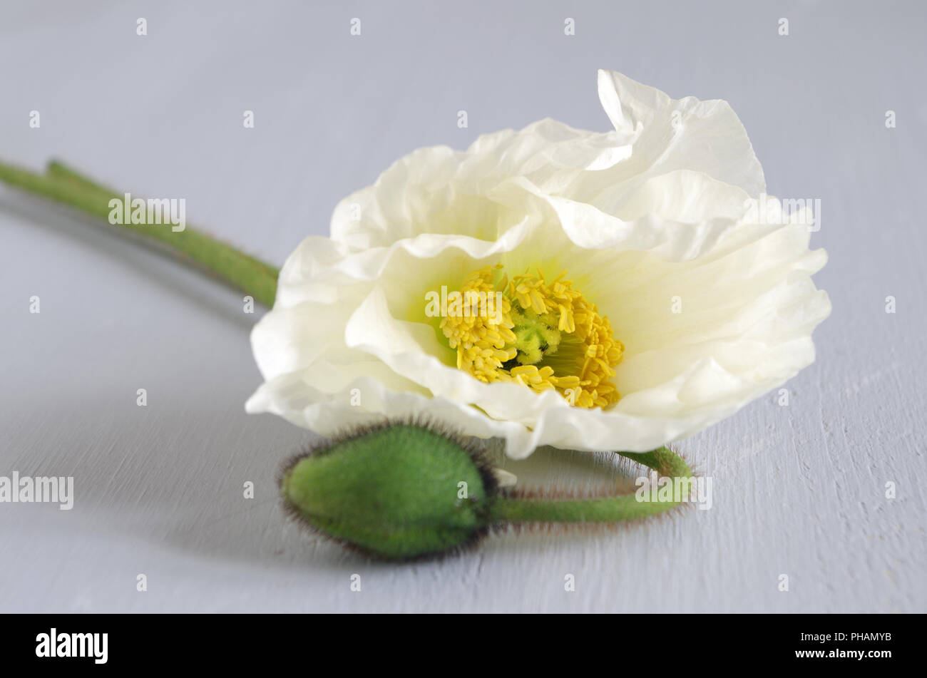 White Poppy High Resolution Stock Photography and Images - Alamy
