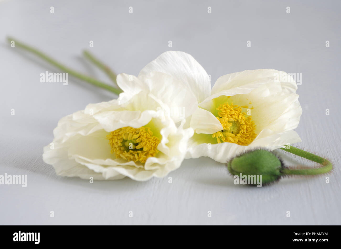 White Poppy High Resolution Stock Photography and Images - Alamy