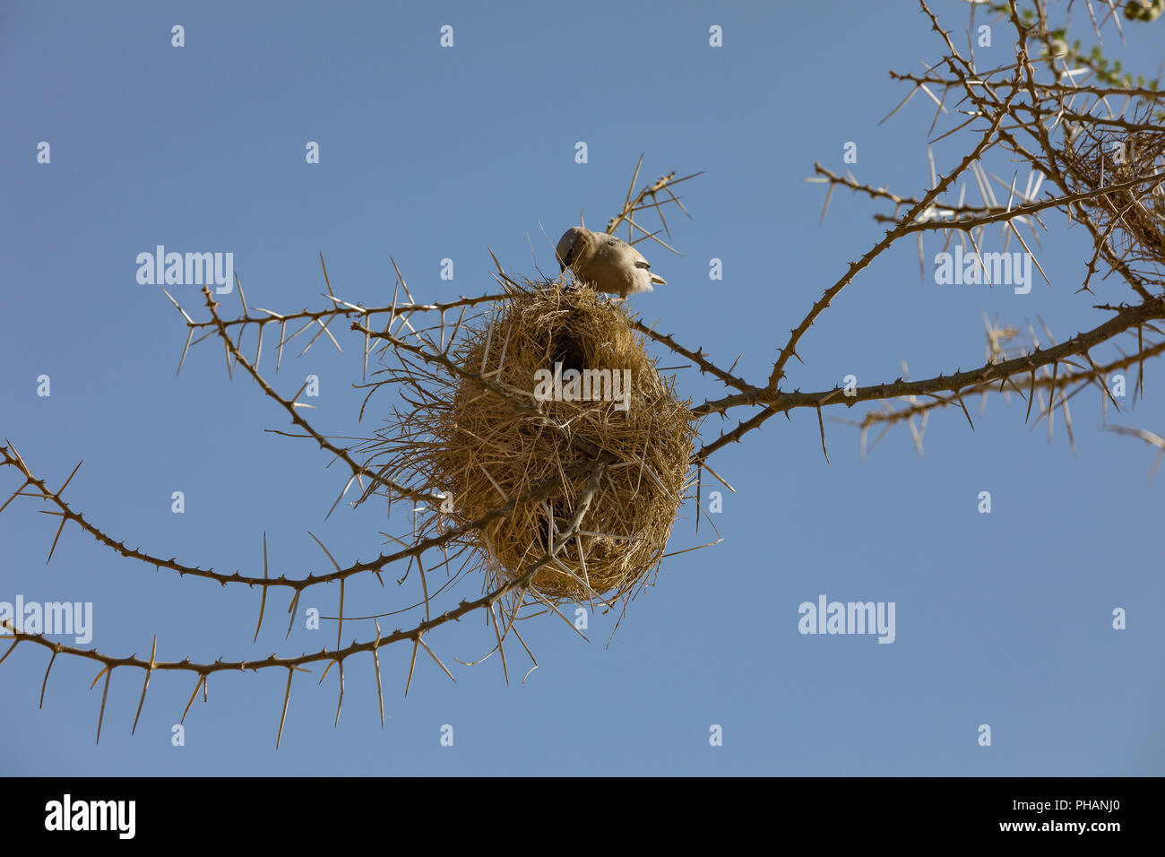 Weberbird in nest building, in the Serengeti Nationalpark Stock Photo ...