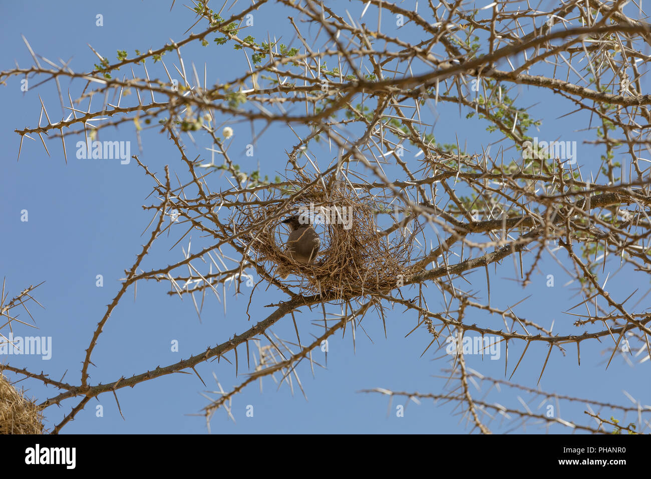 Weberbird in nest building, in the Serengeti Nationalpark Stock Photo ...