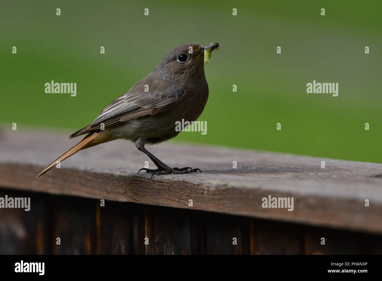Black redstart at nest box hi-res stock photography and images - Alamy