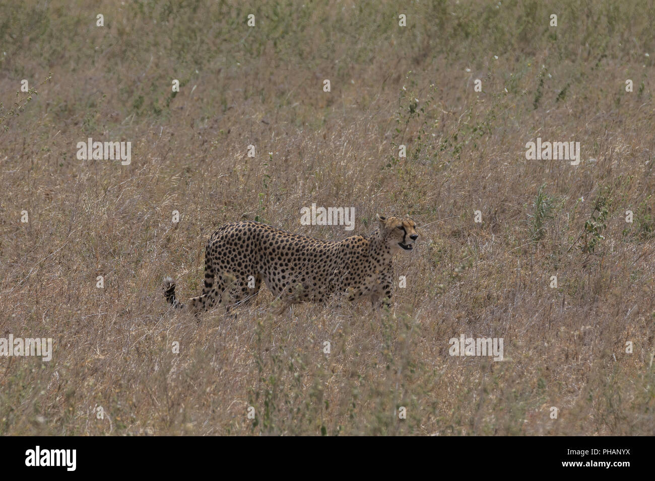 Cheetah in the serengeti hi-res stock photography and images - Alamy