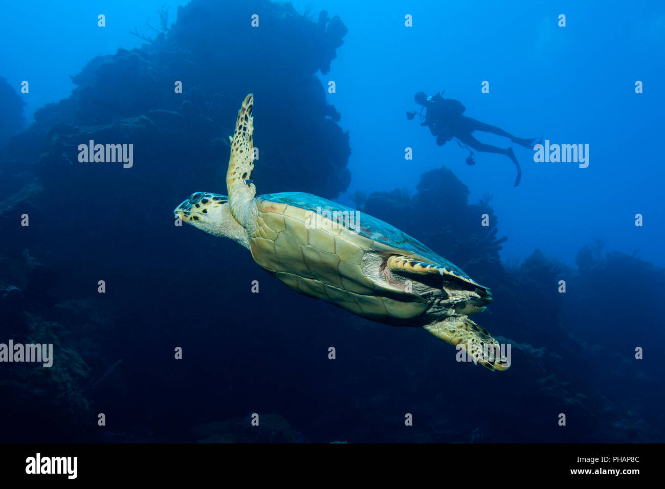 Turtle swimming to camera hi-res stock photography and images - Alamy