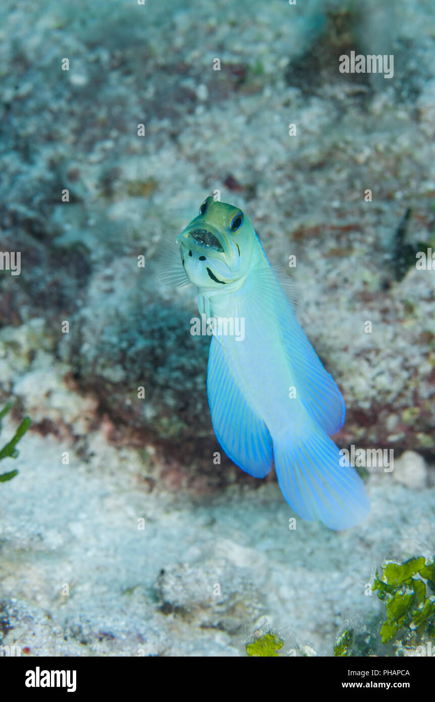 Jawfish hi-res stock photography and images - Alamy