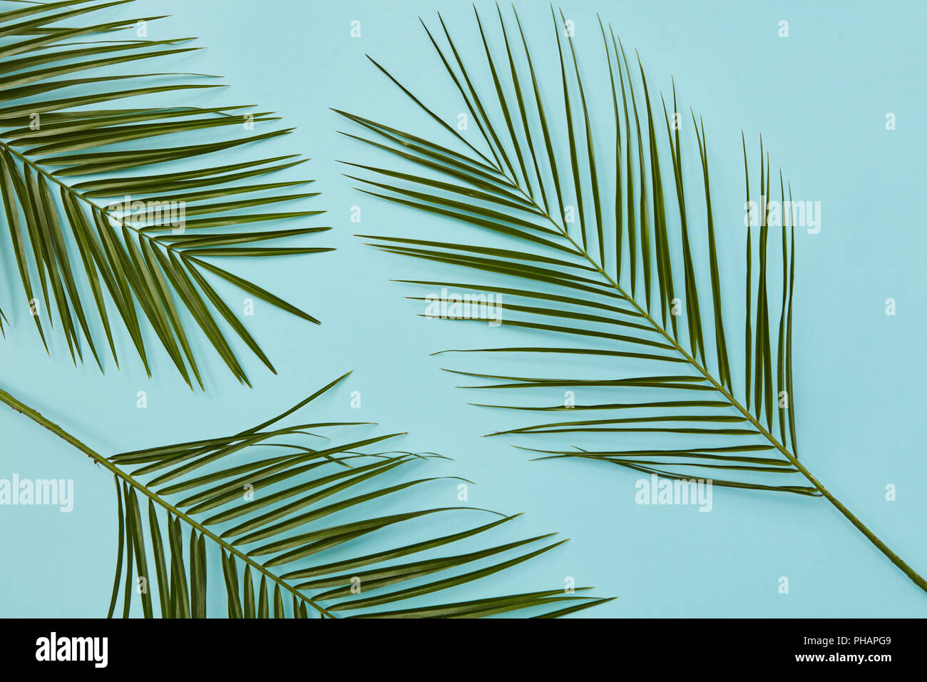 Palm leaves isolated Stock Photo - Alamy