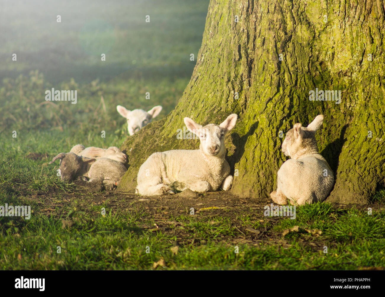 Baby lamb jumping hi-res stock photography and images - Alamy