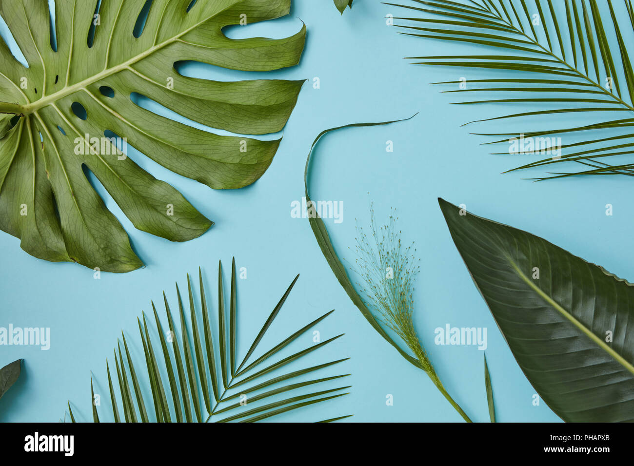 Composition from leaves Stock Photo - Alamy