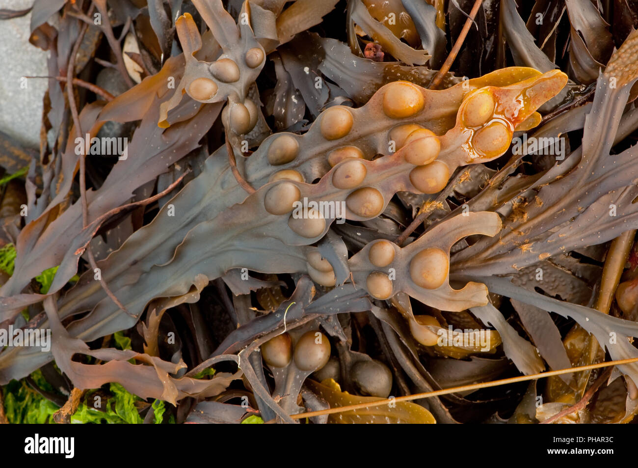 Bladder Wrack Seaweed Stock Photo - Alamy