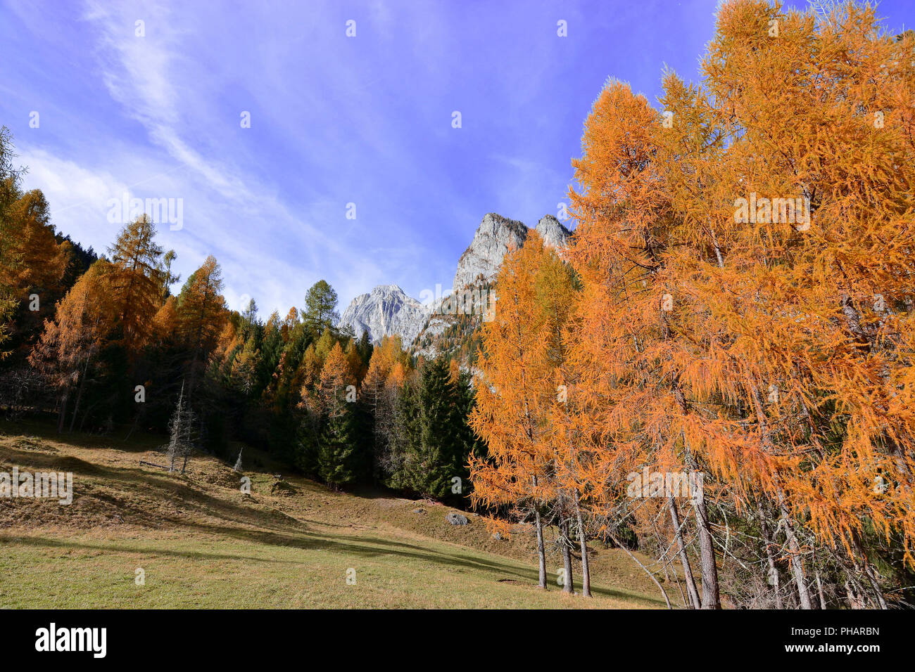 the fantastic autumn of the forests in the mountains of the Nordic ...