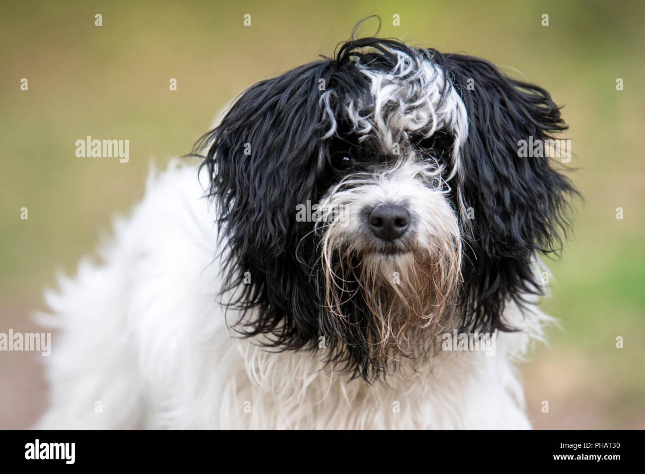 Bolonka hi-res stock photography and images - Alamy