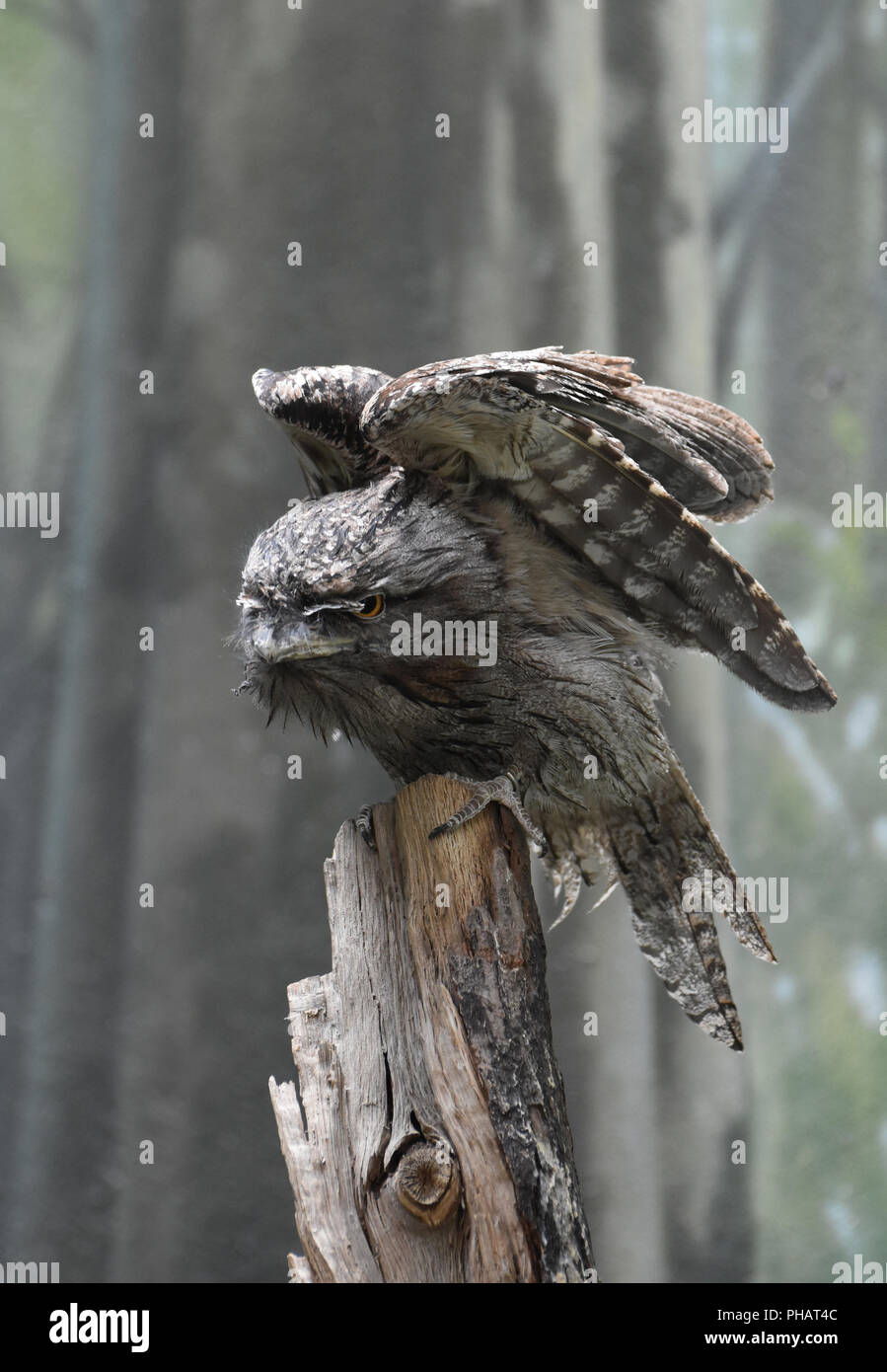 Extended wings on a frogmouth bird on a tree stump Stock Photo - Alamy