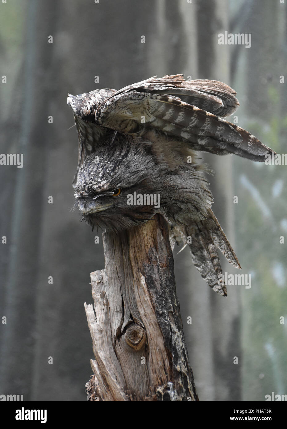 Wings folded about a tawny frogmouth bird Stock Photo - Alamy