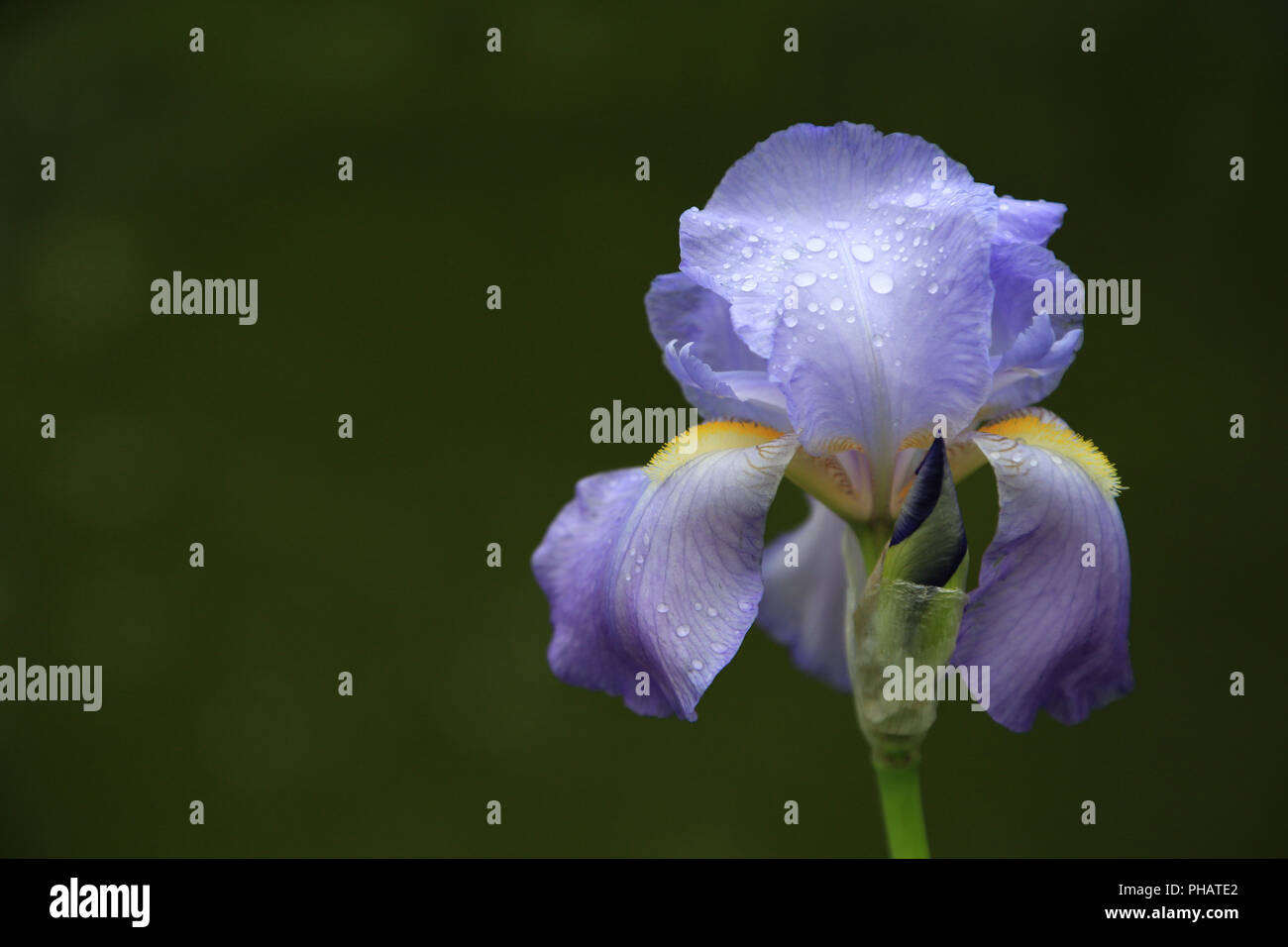 Bearded Iris, Iris germanica Stock Photo - Alamy