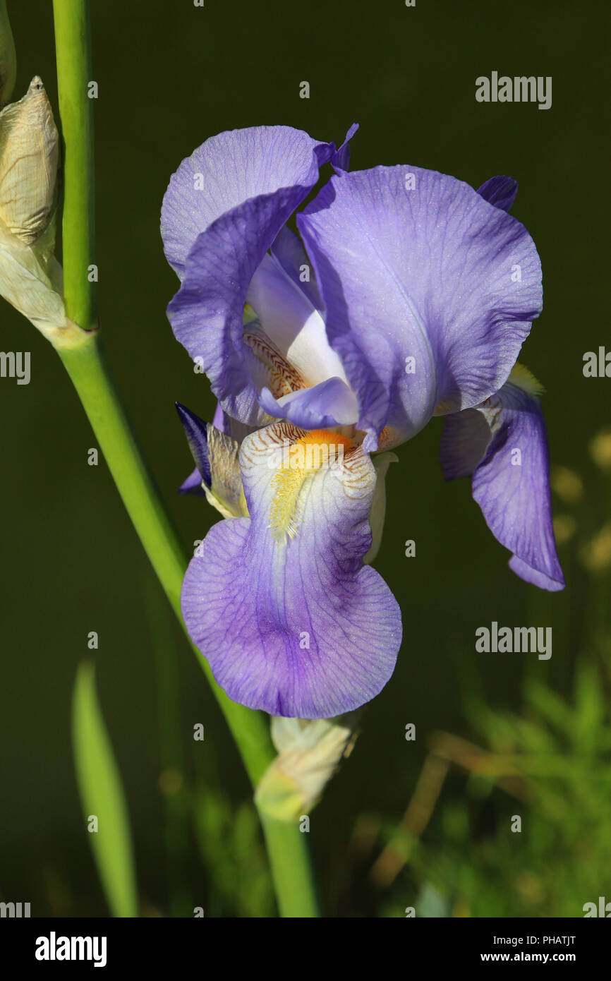 Bearded iris [iris germanica] hi-res stock photography and images - Alamy