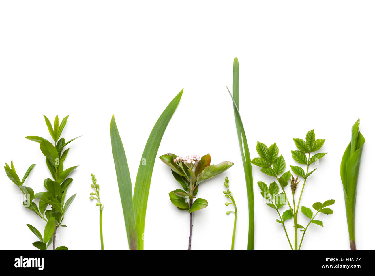 Isolated plants hi-res stock photography and images - Alamy