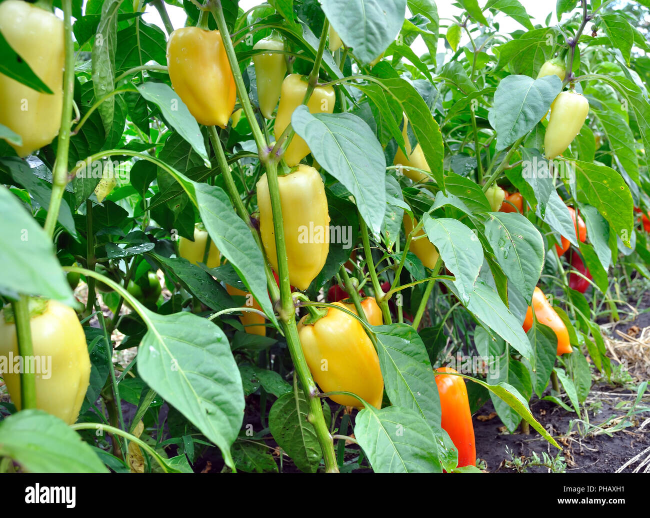 Pepper field hi-res stock photography and images - Alamy