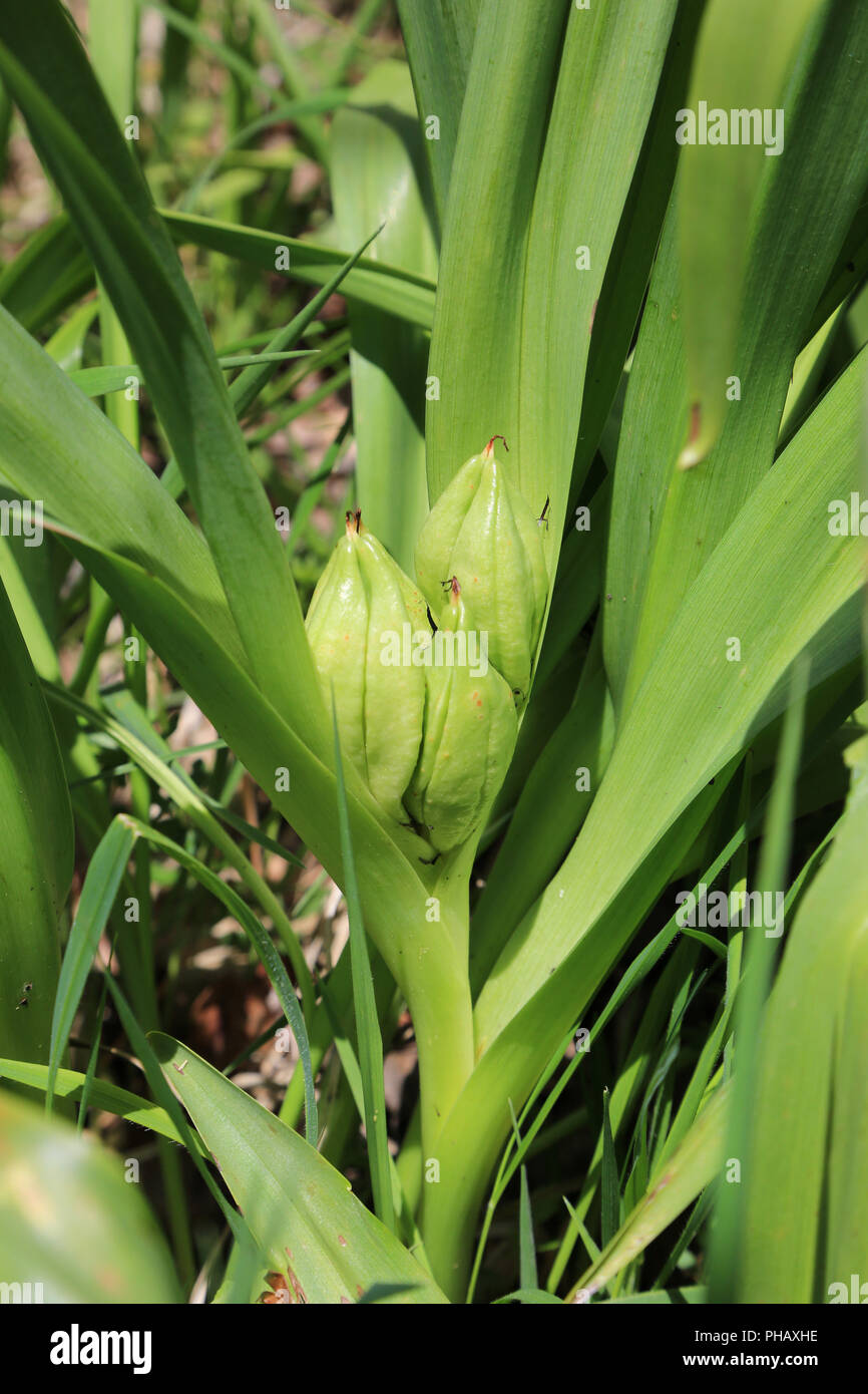 Autumn Crocus Leaves
