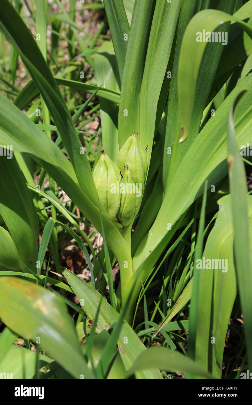 Autumn crocus, leaves and seed vessels, Colchicum autumnale Stock Photo ...