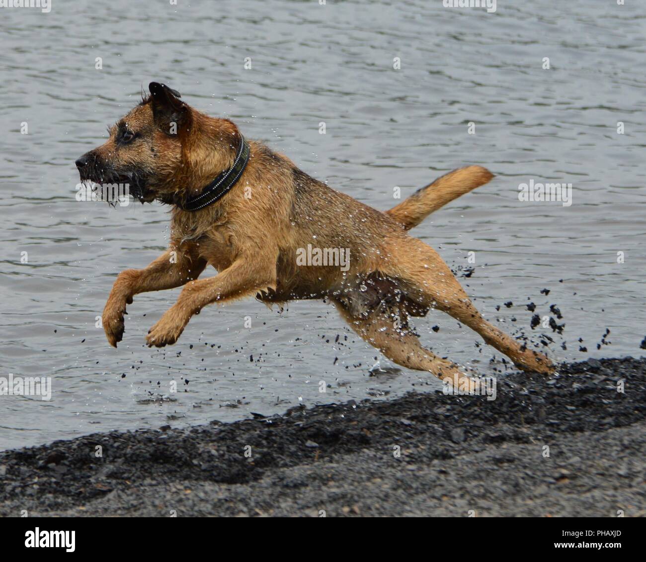 Dog chasing stones Stock Photo - Alamy