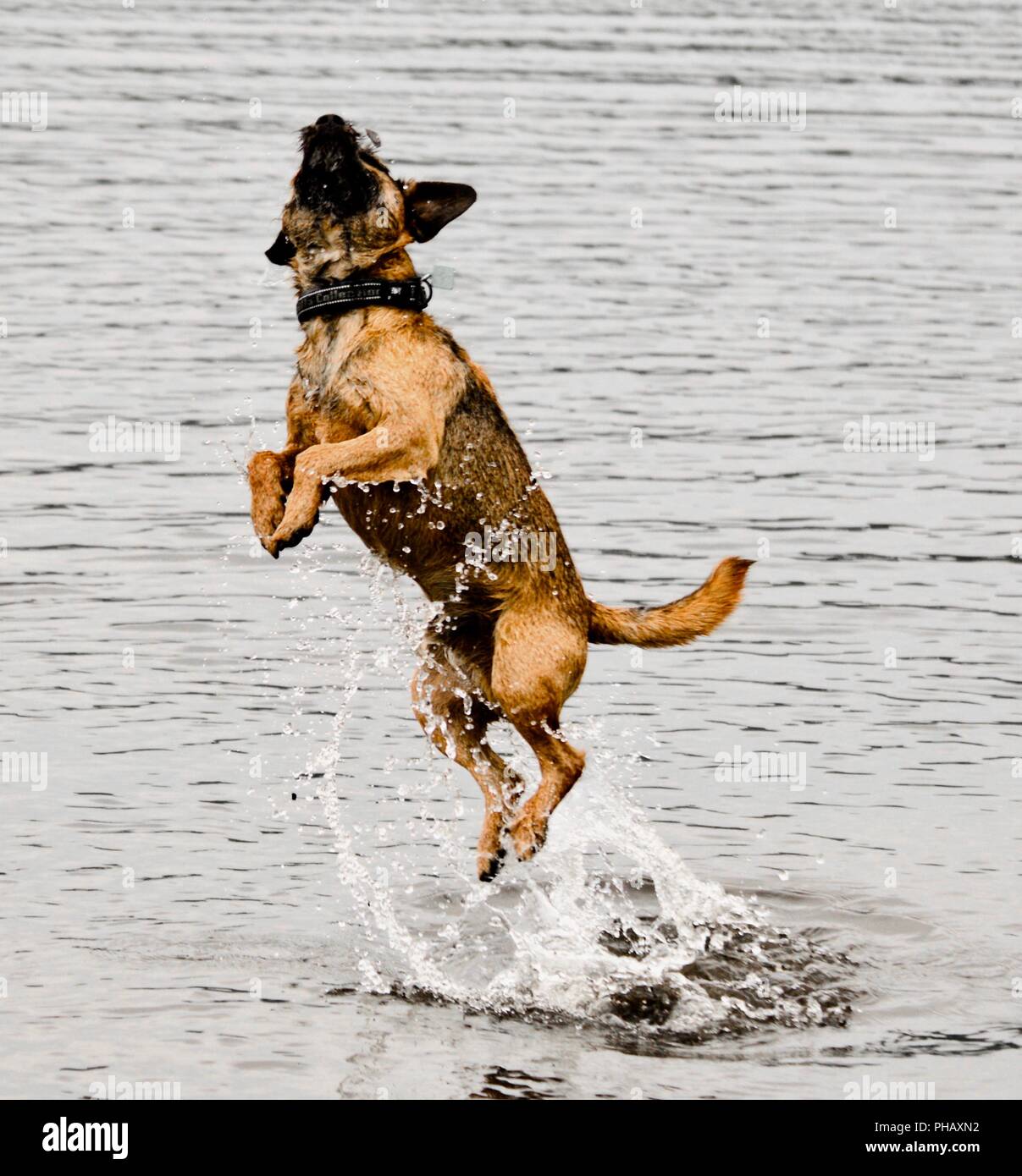 Jumping dog hi-res stock photography and images - Alamy