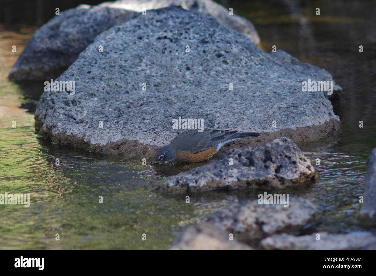 American robin utah hi-res stock photography and images - Alamy