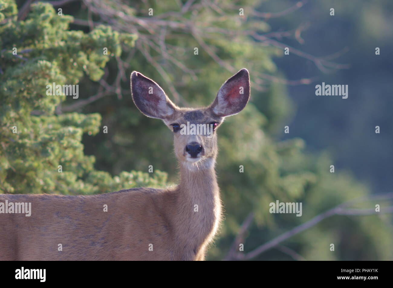 Mule Deer Doe Stock Photo - Alamy