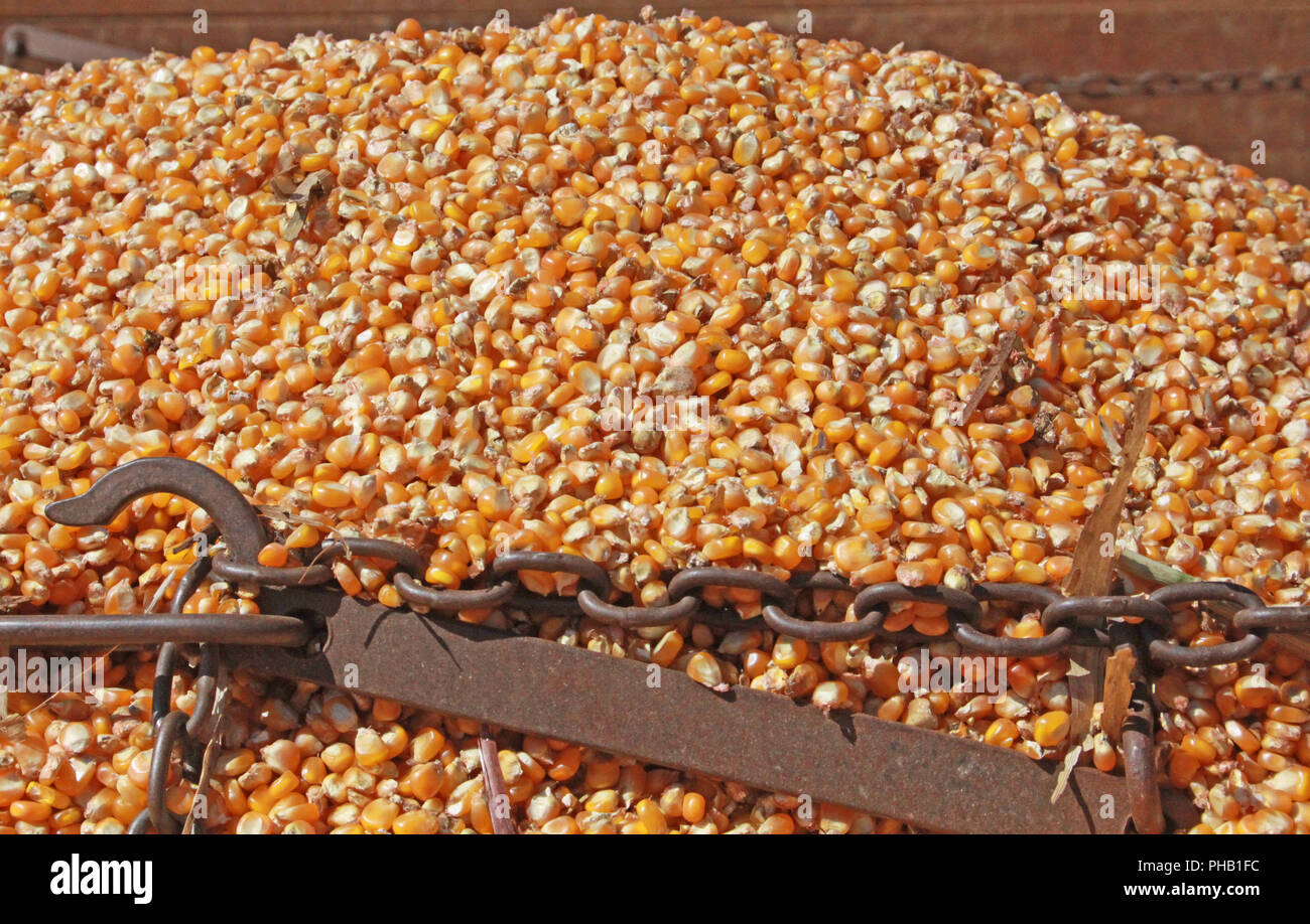 Corop hi-res stock photography and images - Alamy