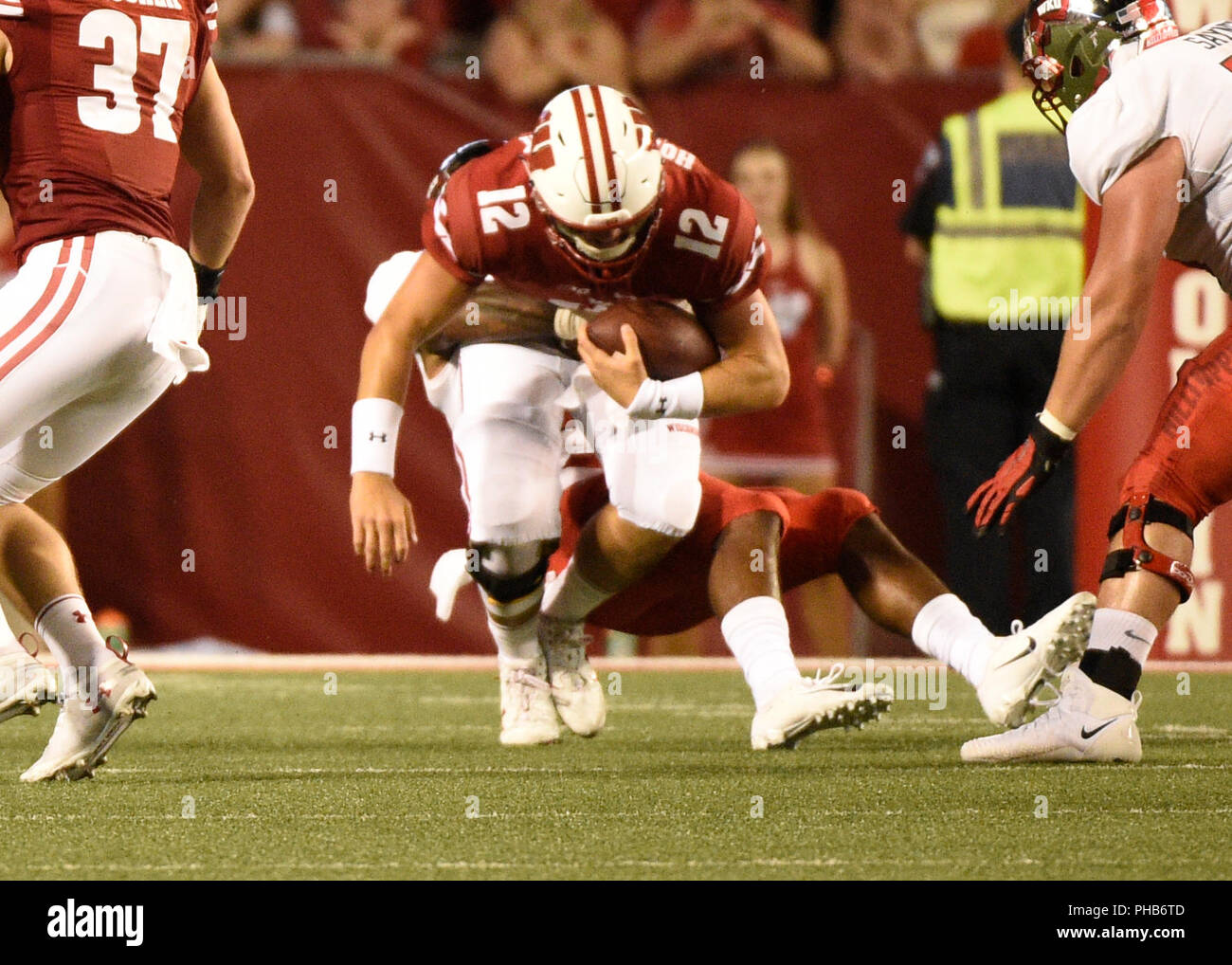 Badgers holt hi-res stock photography and images - Alamy