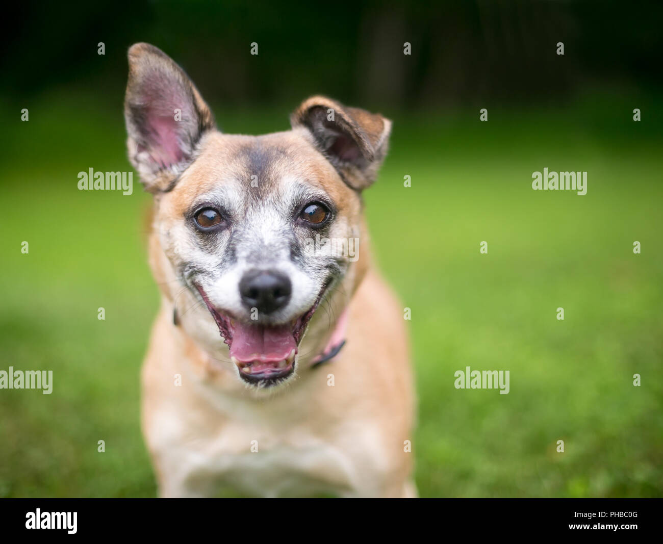 Floppy ear canine hi-res stock photography and images - Alamy