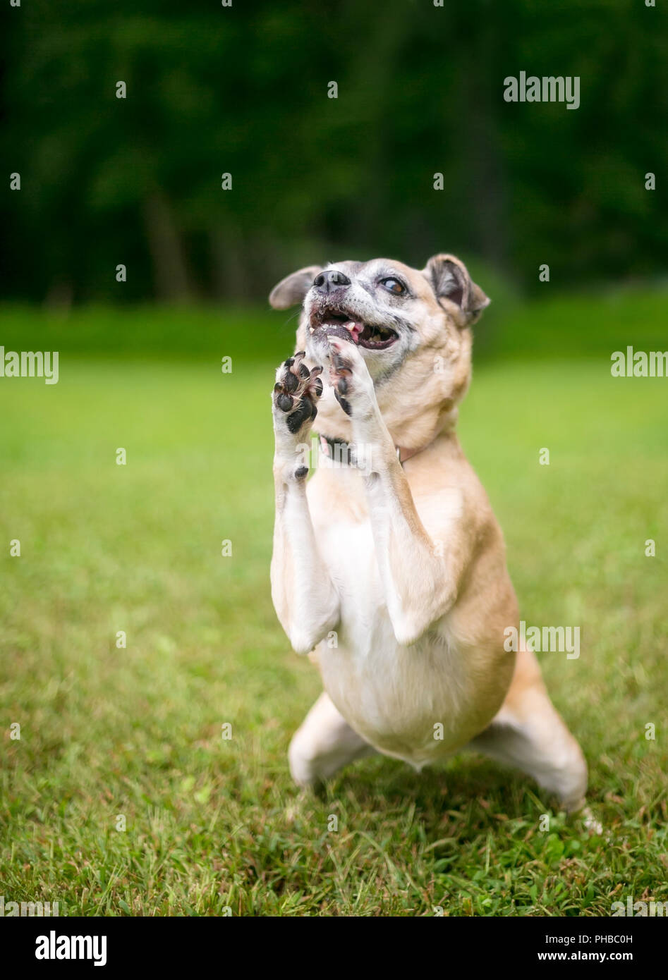 A small mixed breed dog performing a trick with its front paws together ...