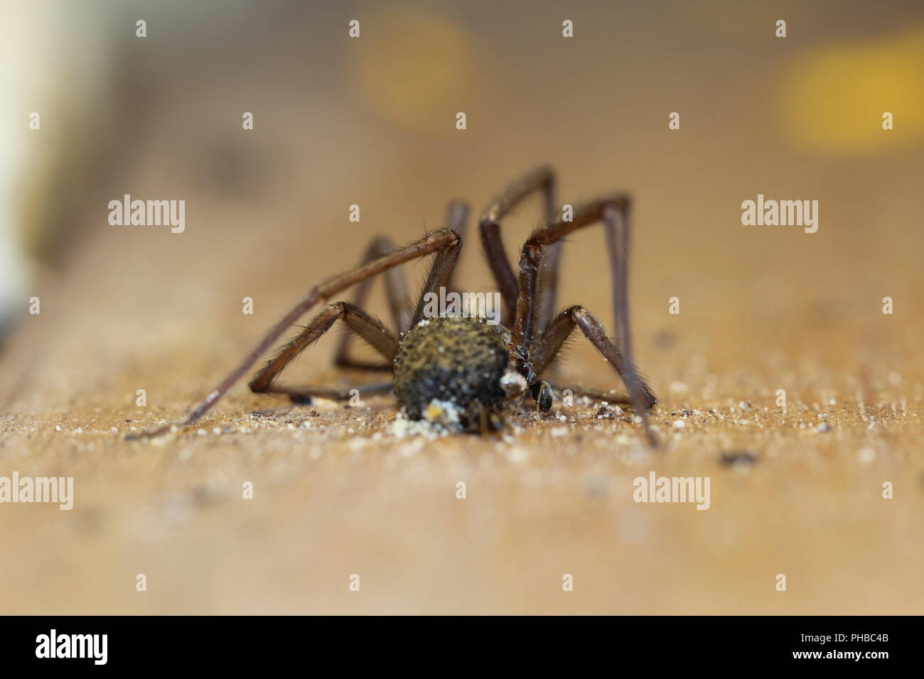 Angle spider, nature, spiders Stock Photo - Alamy
