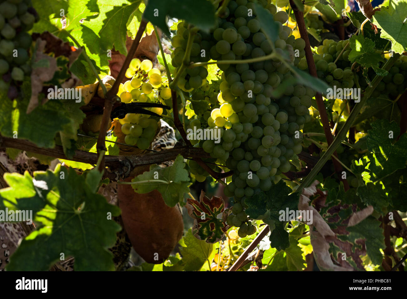 Grape harvester hi-res stock photography and images - Alamy
