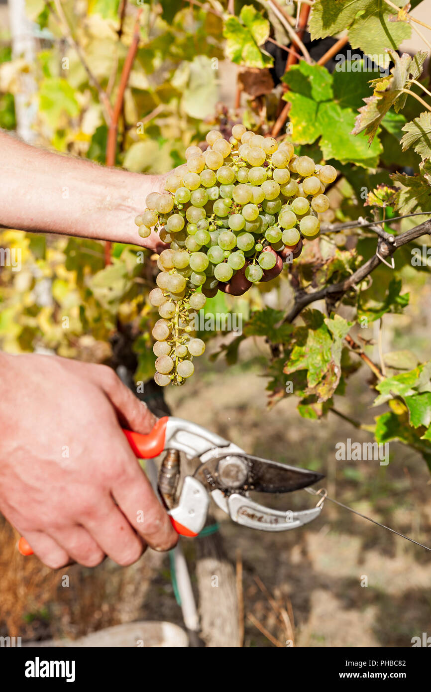 Grape harvester hi-res stock photography and images - Alamy