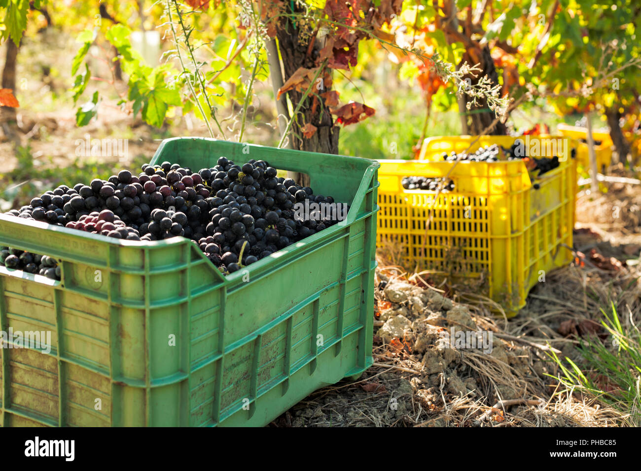 Crates of grapes hi-res stock photography and images - Alamy