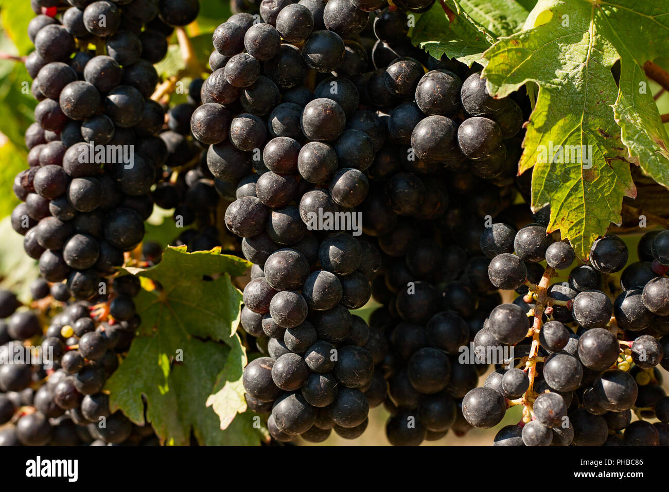 The red vineyard hi-res stock photography and images - Alamy