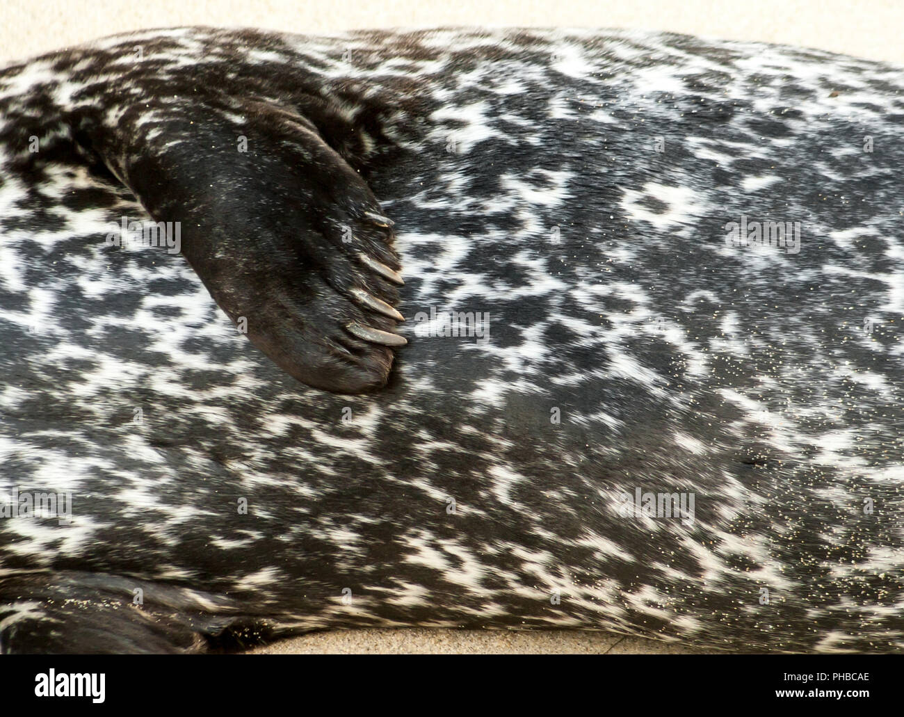 Fur seals close up hi-res stock photography and images - Alamy